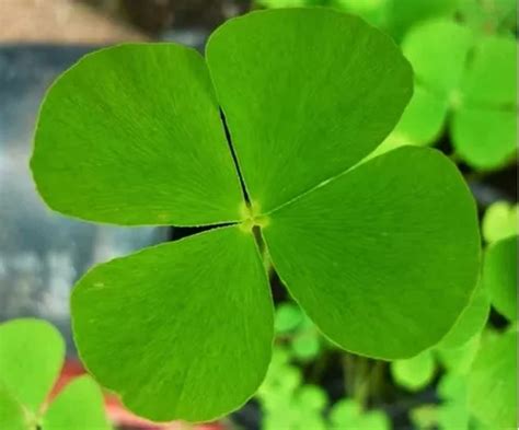 Sementes Trevo De Folhas Verde Parcelamento Sem Juros