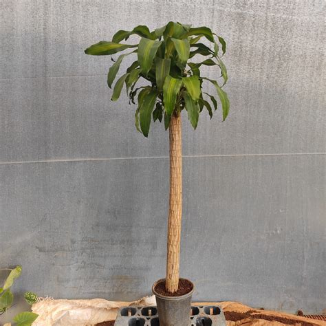 Brazilian Lucky Wood Large NurseryBuy