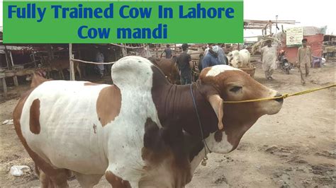 CowMandiLahore Lastest Rates Of Cattle Farm Updated At Shahpur Kanjra