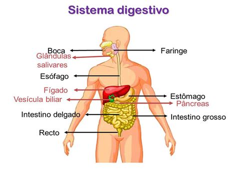Sistema digestório entenda como funciona órgãos e mais
