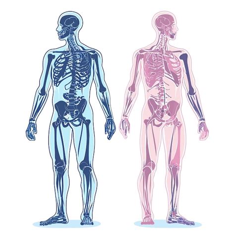 Anatomie Du Corps Humain Vecteur Premium