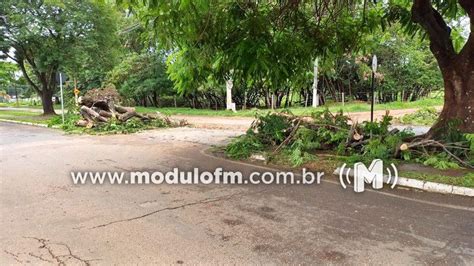 Temporal derruba árvore e causa transtornos na avenida do Catiguá em