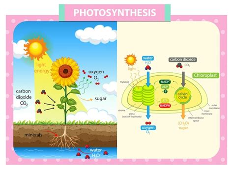 Diagrama que muestra el proceso de fotosíntesis en planta Vector Gratis