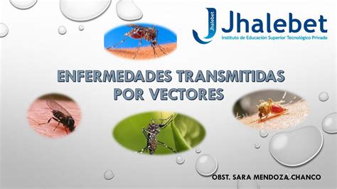 Enfermedades Transmitidas Por Vectores Milagros Calderon Torres UDocz