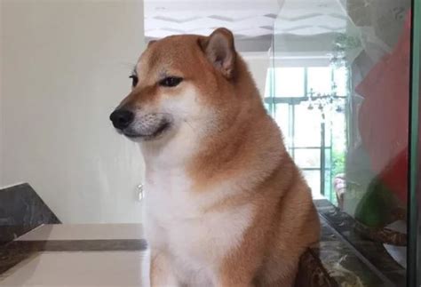 Por qué el perro de los memes Cheems fue hospitalizado de emergencia