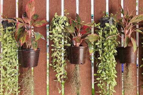 Epiphytes The Best Options To Grow As Houseplants