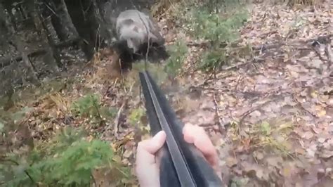 Horror Video Aggressiver Bär Geht Auf Jäger Los Oe24at