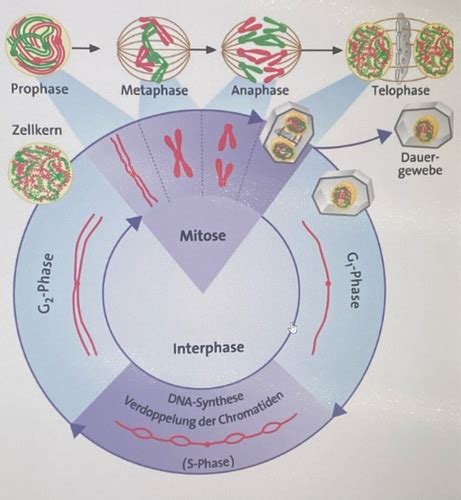 Biologie Zellzyklus Meiose Flashcards Quizlet