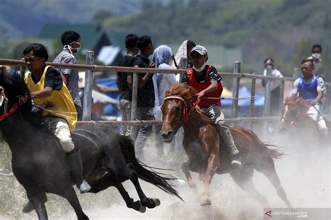 Tradisi Pacu Kuda Tradisional Gayo Antara News