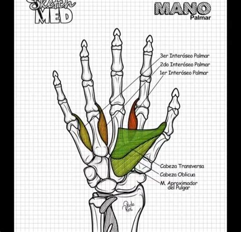 Pin de almendra lopez en planer kinesiologo Anatomía médica Anatomía