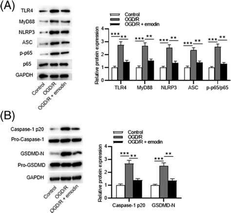 Emodin inactivates the TLR4 MyD88 NFκB NLRP3 pathway A Protein