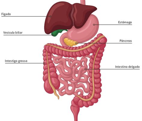 Anatomia Do Estômago E Duodeno As Estruturas Dos Principais órgãos Da