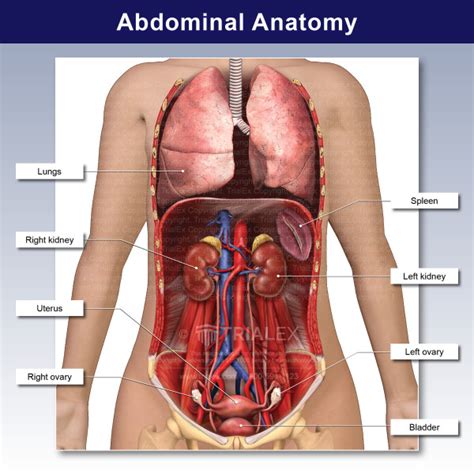 Abdominal Female Anatomy Pdf