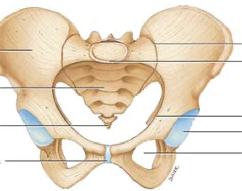 Pelvic Bone Diagram Quizlet