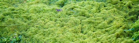Best Way To Get Rid Of Moss In Your Lawn At Nelson Vasquez Blog