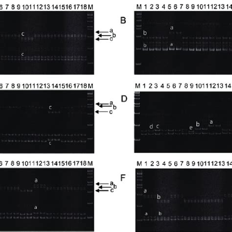 six expressed sequence tag simple sequence repeats composing a set to download scientific