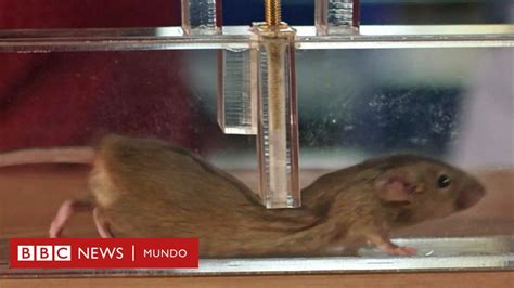 Insustituible Orificio De Soplado Constante Diferencias Entre Ratas Y