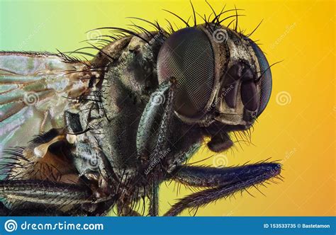 Macro Extrema De La Mosca Dom Stica Imagen De Archivo Imagen De
