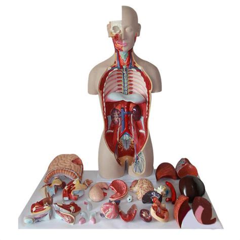 Buy AMZOPDGS Human Torso Model 3D Human Organ Model Removable Male