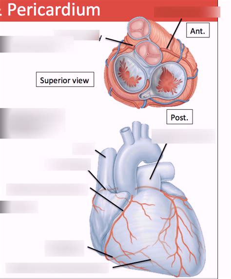 Cardiac Circulation Diagram Quizlet
