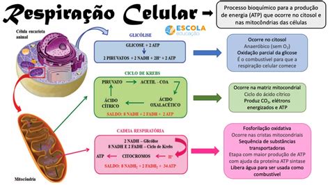 Mapa mental Respiração celular Baixe grátis em PDF