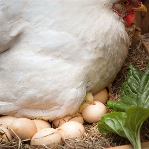 Las Gallinas Cluecas Poultry Life Avicultura Moderna