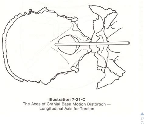 Cranial Motion Sidebending Flashcards Quizlet