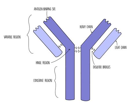 Immune Response A Level The Science Hive