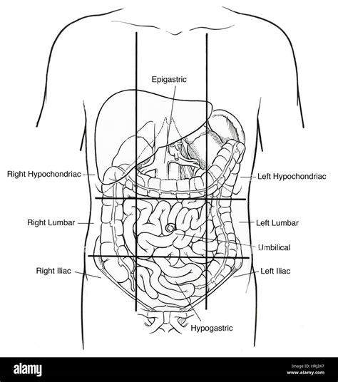 Illustration Of Nine Abdominal Regions Stock Photo Alamy