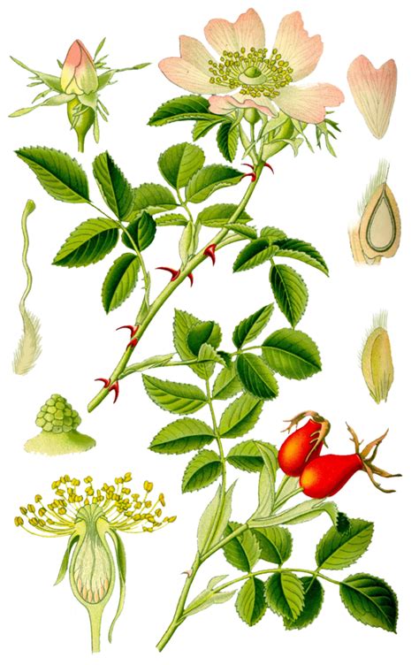 Glantier Rosa Canina Phyto Info