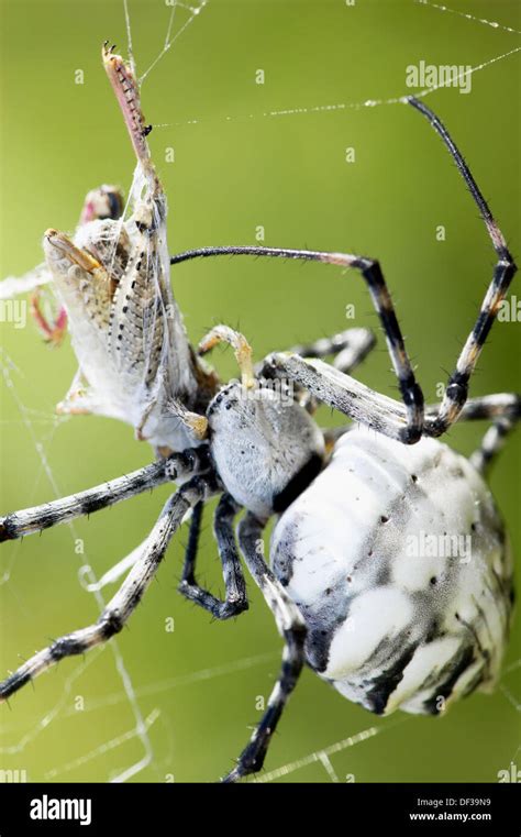 Spider Argiope Lobata Stock Photo Alamy