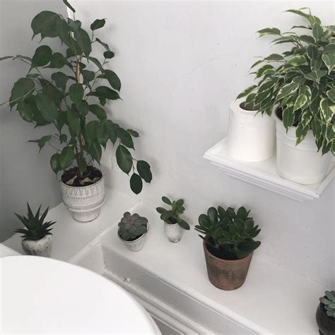 How To Arrange Indoor Plants Decorating With Plants Du Your Home