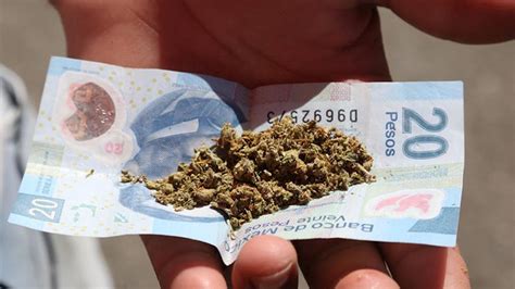 Mariguana Diputados aprueban en lo general regulación de uso lúdico