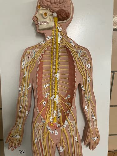 Size Nervous System Flashcards Quizlet