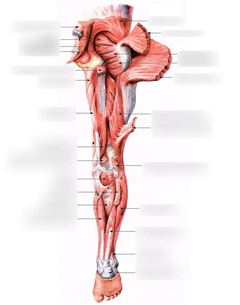 Lower Limb Posterior View Diagram Quizlet