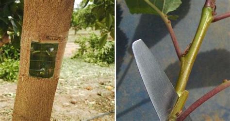 TODO Lo Que Debes Saber Sobre Los Injertos Frutales Frutales Plantar