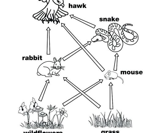 Food Chain Coloring Pages 6 Pics Of Ocean Food Web Coloring Pages