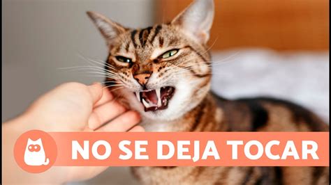 Por Qu Mi Gato No Se Deja Tocar Razones Youtube