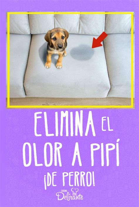 Elimina El Olor A Pip De Perro Con Esta Mezcla Casera Orina De Perro