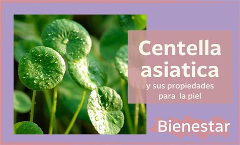 Centella asiática una hierba que puede beneficiar a tu piel