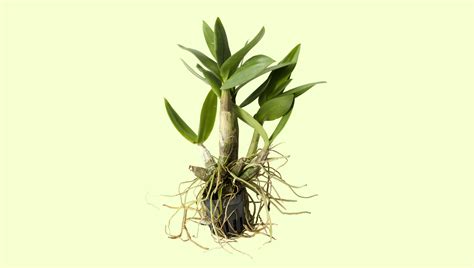 Como tirar muda de orquídea aprenda 3 técnicas