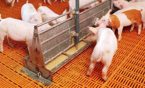 Raza De Cerdo Landrace Descripci N Y Caracter Sticas Condiciones De