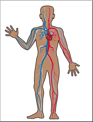 Circulatory Systems Clip Art Library