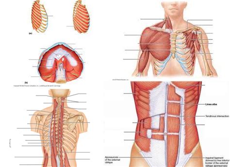 Muscles Of The Neck And Vertebral Column That Moce The Head And The