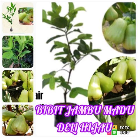 Jual Bibit Jambu Madu Deli Hijau Hasil Cangkok Full Akar Siap Tanam
