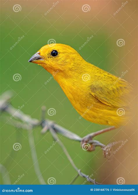 Saffron Finch Bird Stock Photo Image Of Wildlife Sicalis 238168776