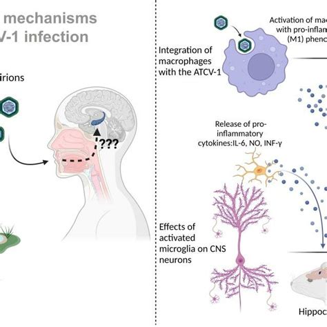 Putative Mechanism Of Damage To The Human Central Nervous System During