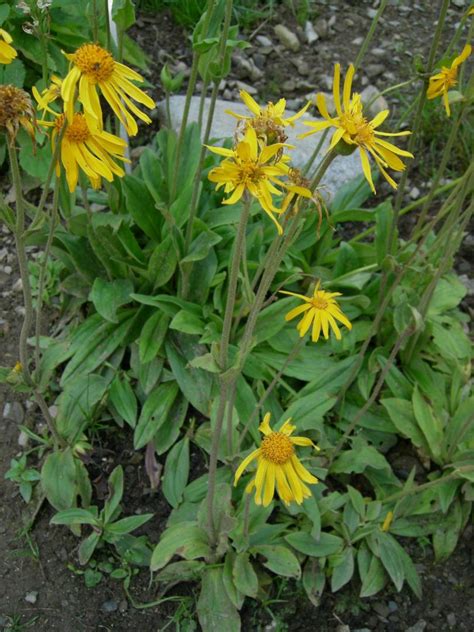 Arnica montana Descripción Plantas CONECT e