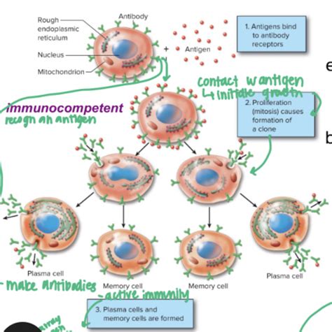 Ch The Immune System Flashcards Quizlet