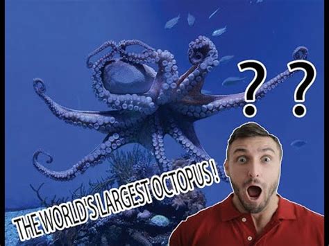 The Mysterious World Of The Giant Pacific Octopus Revealed YouTube